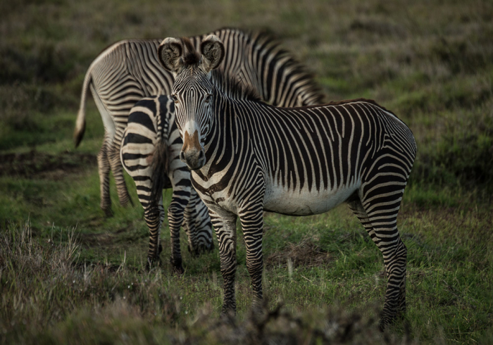 CONSERVE • Lewa Wilderness